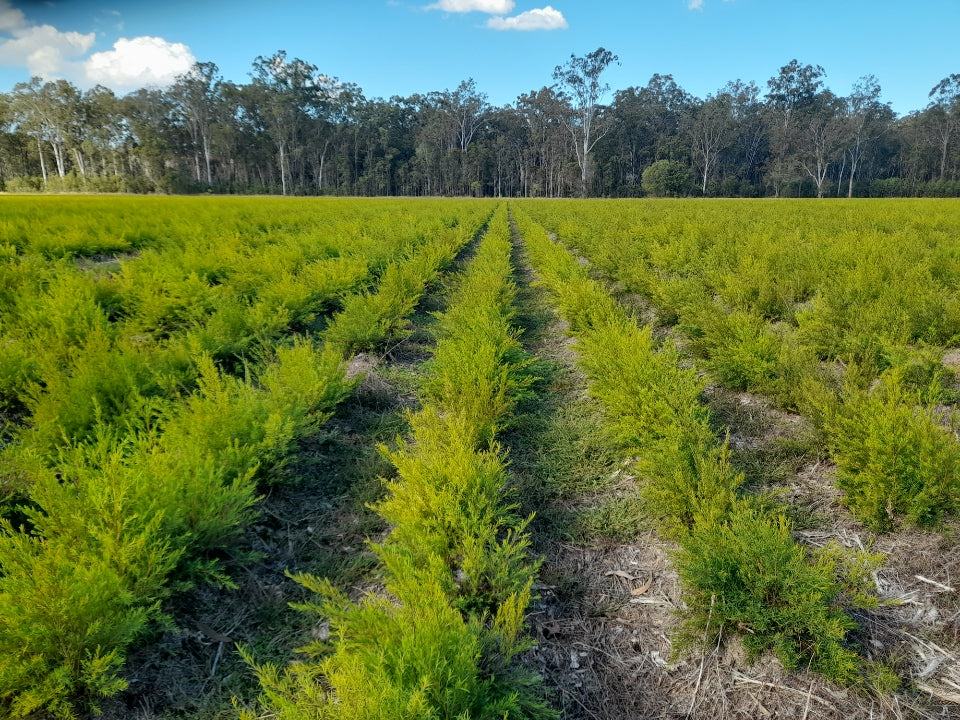 Our Tea Tree Farms